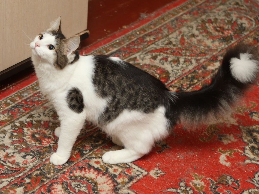 Шикарная пушистая котенка Марыся в дар