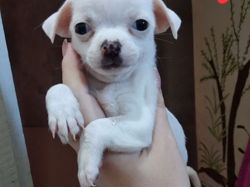 Чихуахуа щеночки