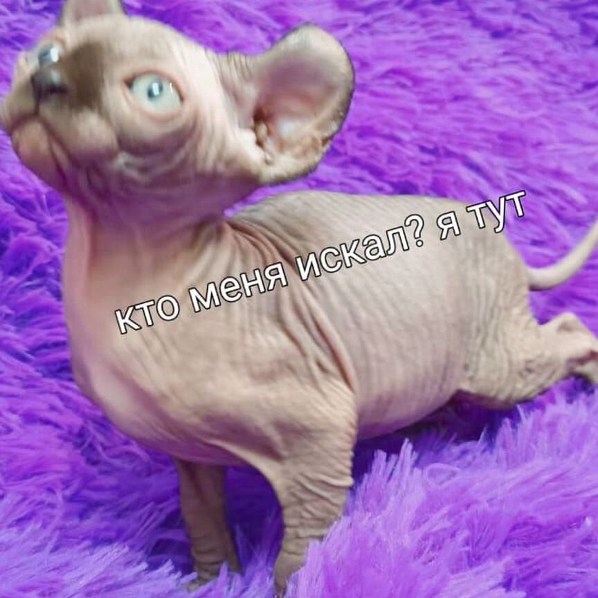 Домашние животные котята