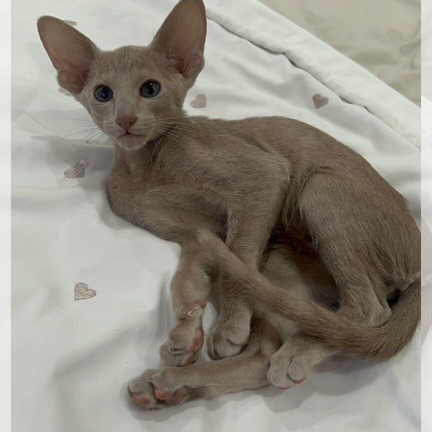 Ориентальный котёнок