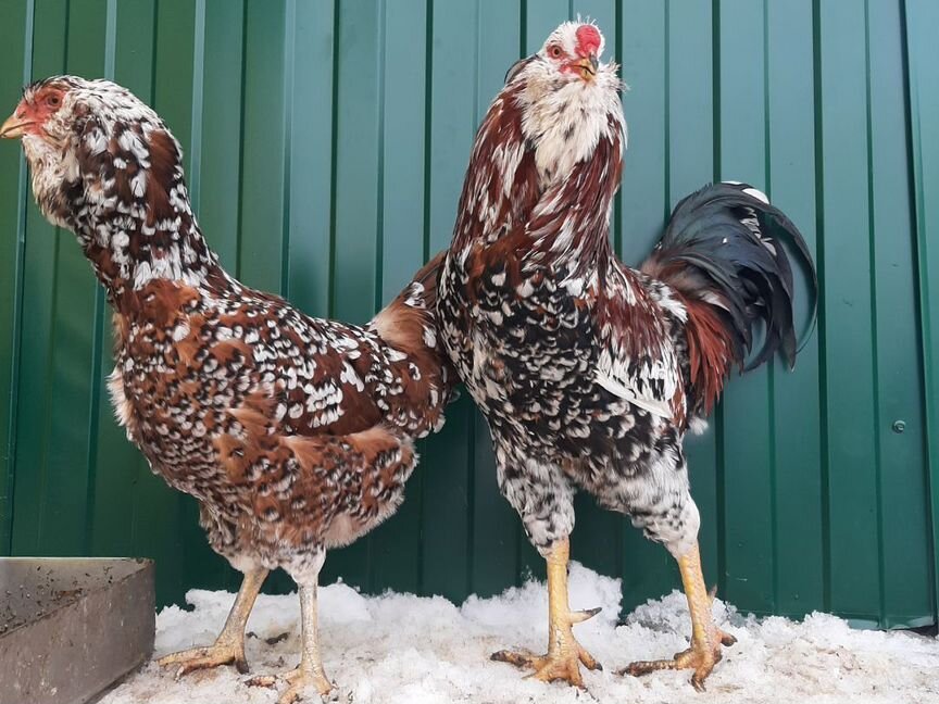 Куры,Орловская ситцевая