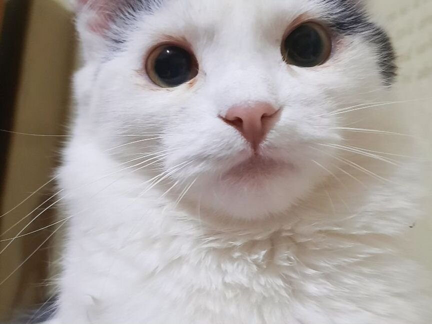 Кошка в дар бесплатно