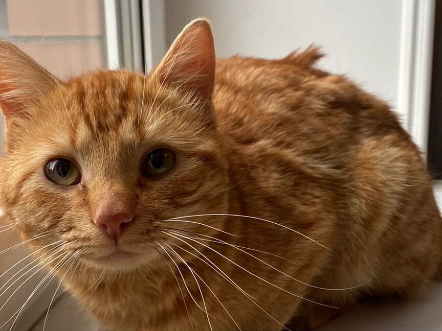 Рыжий кот