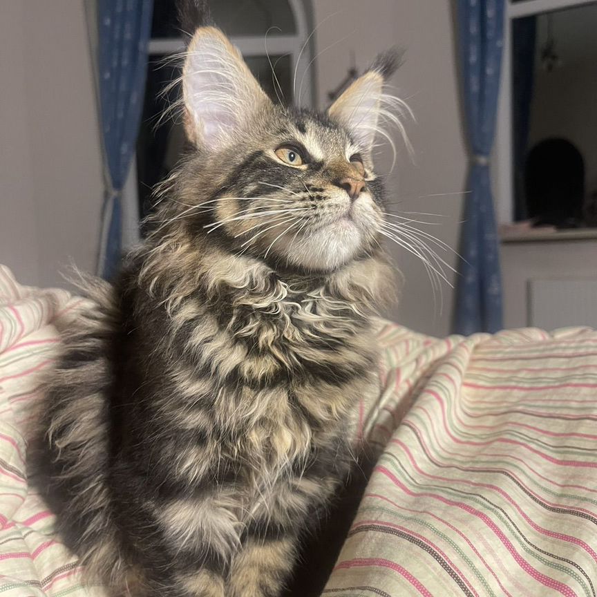 Мейн-кун девочка пол года