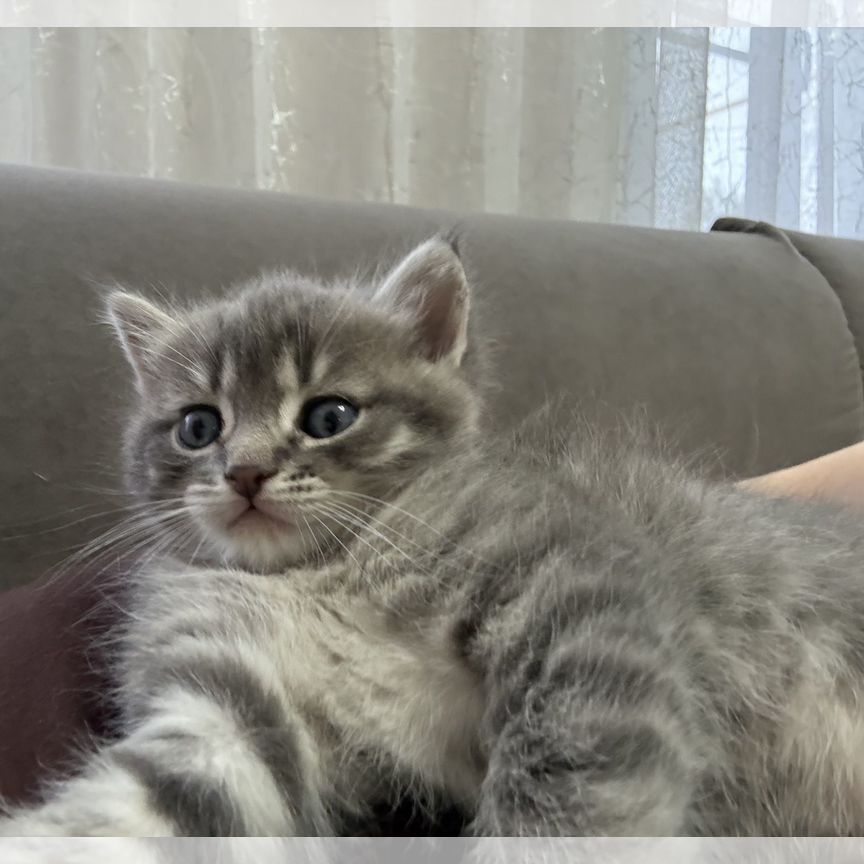 Шотландский прямоухий длинношёрстный котёнок