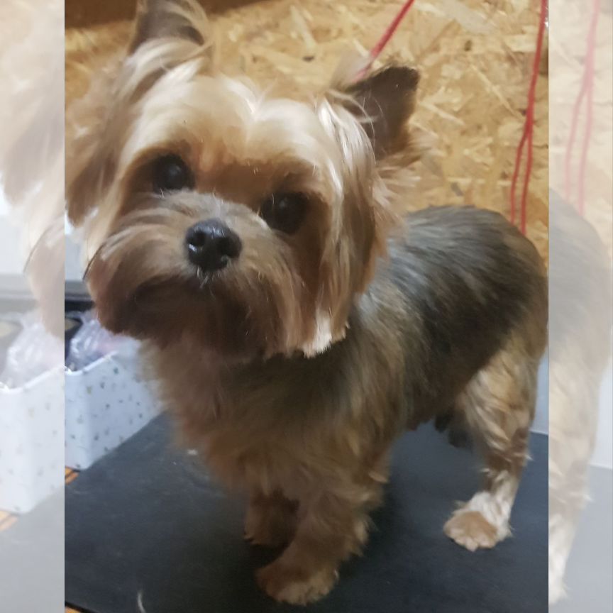 Девочка стерилизоыанная Йорк