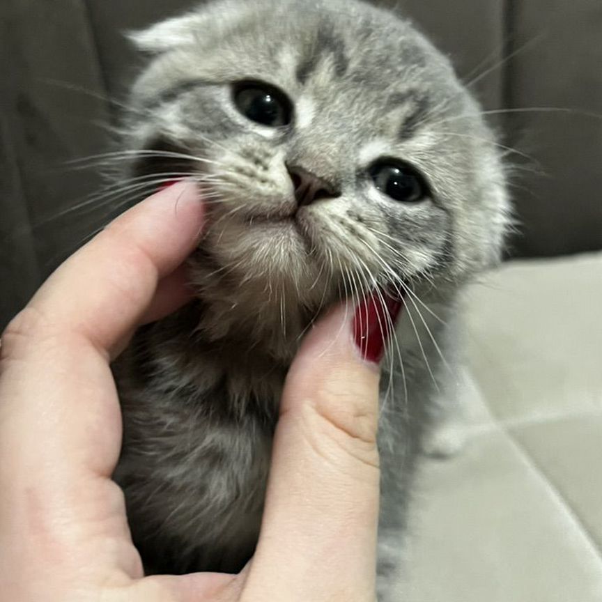 Шотландские вислоухие котята