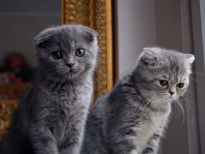 Котята отдам бесплатно