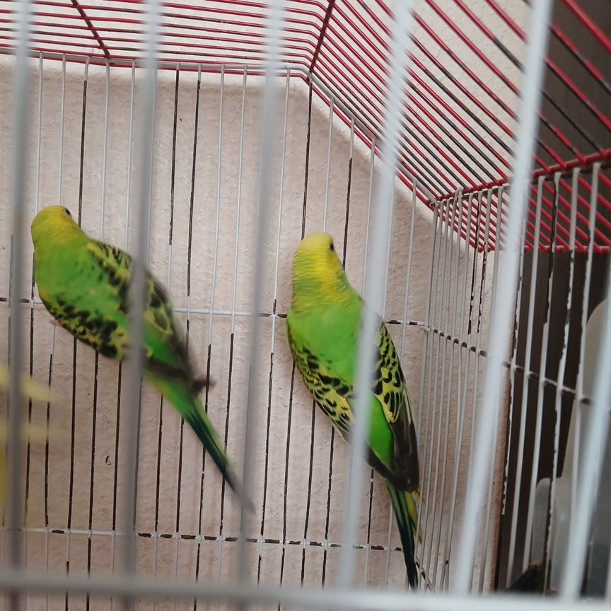 Птенцы волнистого попугая (подростки)