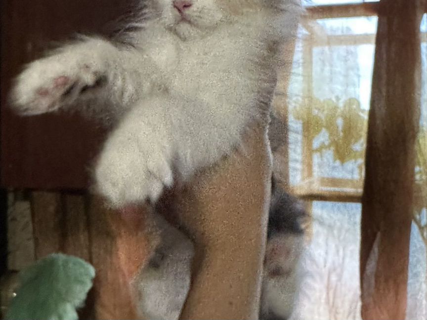 Мейн-кун котенок девочка