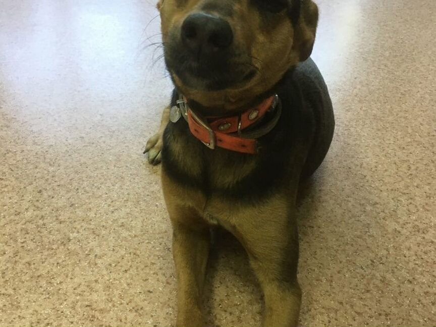 Некрупная собака в квартиру или дом. Не в будку