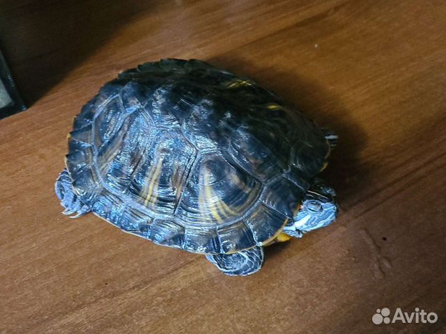 Красноухая черепаха бесплатно
