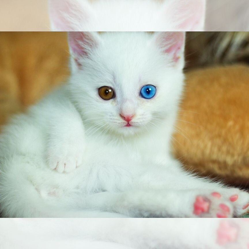 Белая кошка с разными глазами девочка