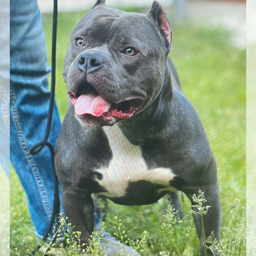 Американский булли, щенок