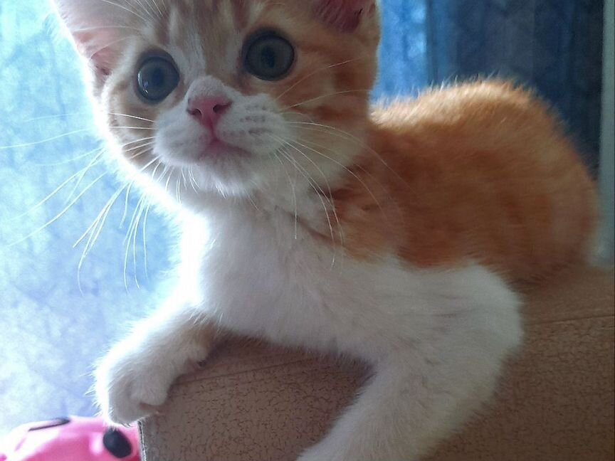 Шотландский котёнок
