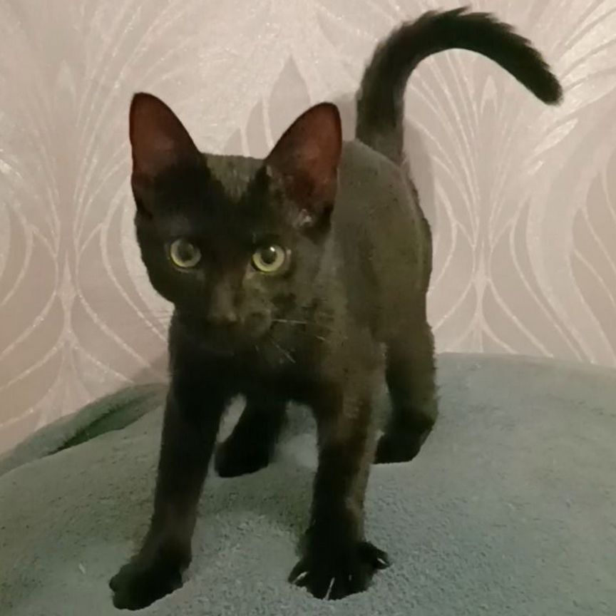 Ласковый котёнок мальчик в добрые руки