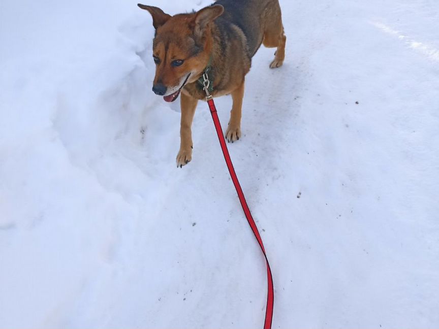 Хозяин на сво-собака не нужна старой бабушке