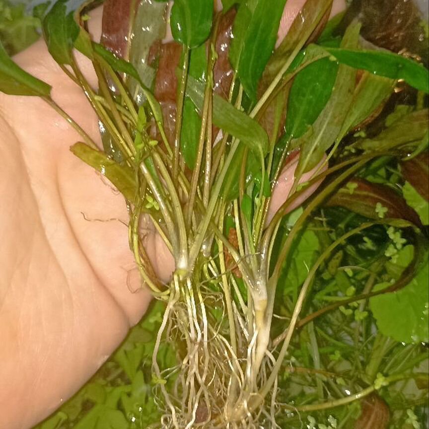 Прополка. Аквариумные растения. бронь до 21:00