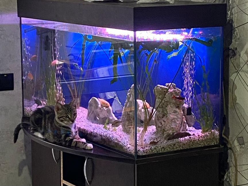 Аквариум с тумбой и рыбками