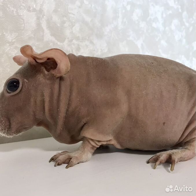 Морская свинка скинни