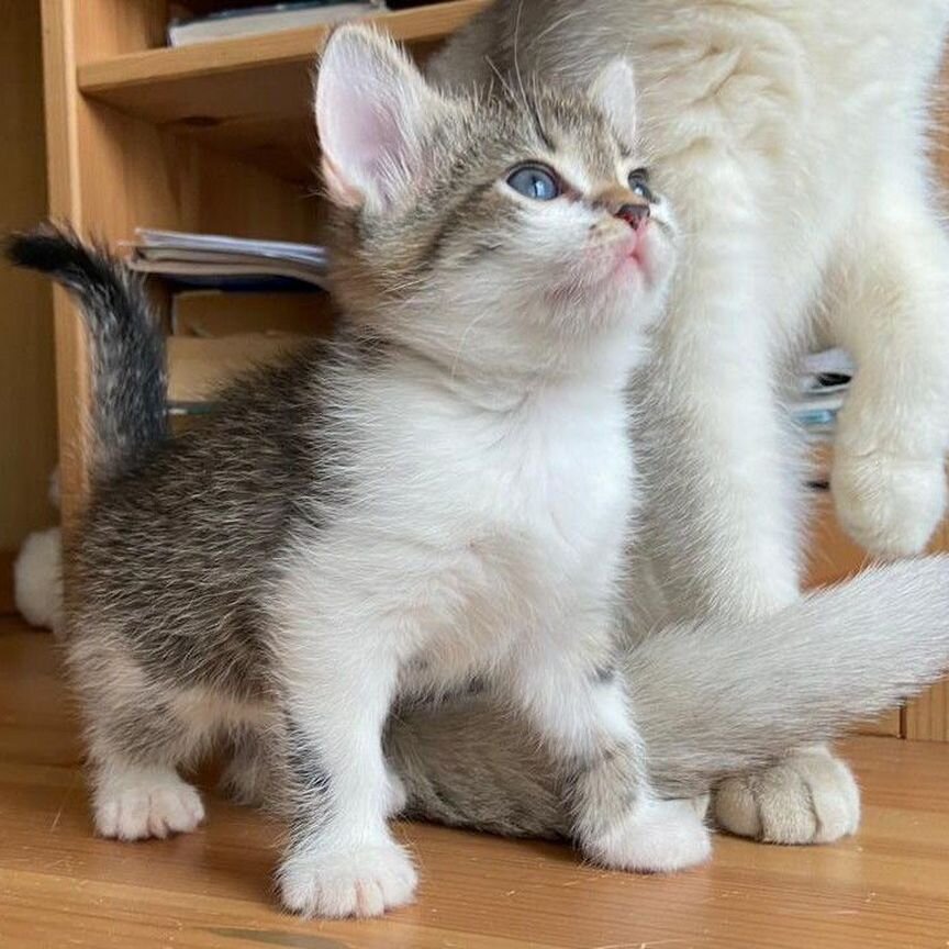Котёнок девочка
