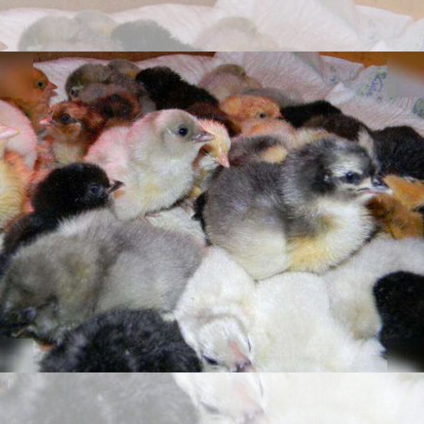 Принимаю заказ на цыплят на апрель месяц (микс нес