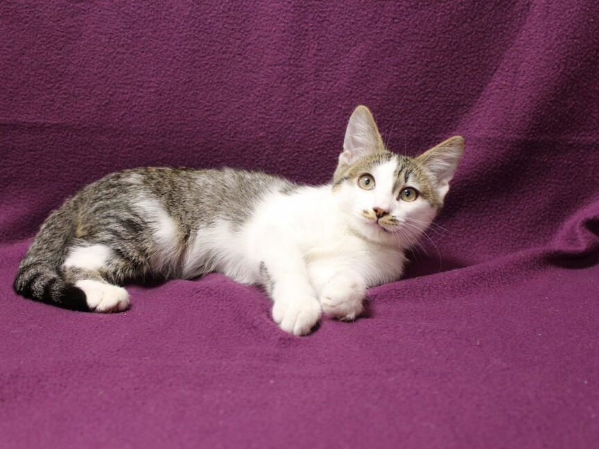 Чудо-Чарлик в дар