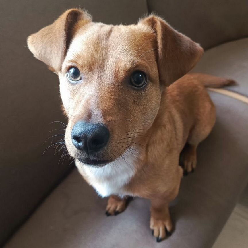 Джек-рассел-терьер, щенок