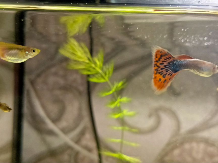 Гуппи Слоновьи уши