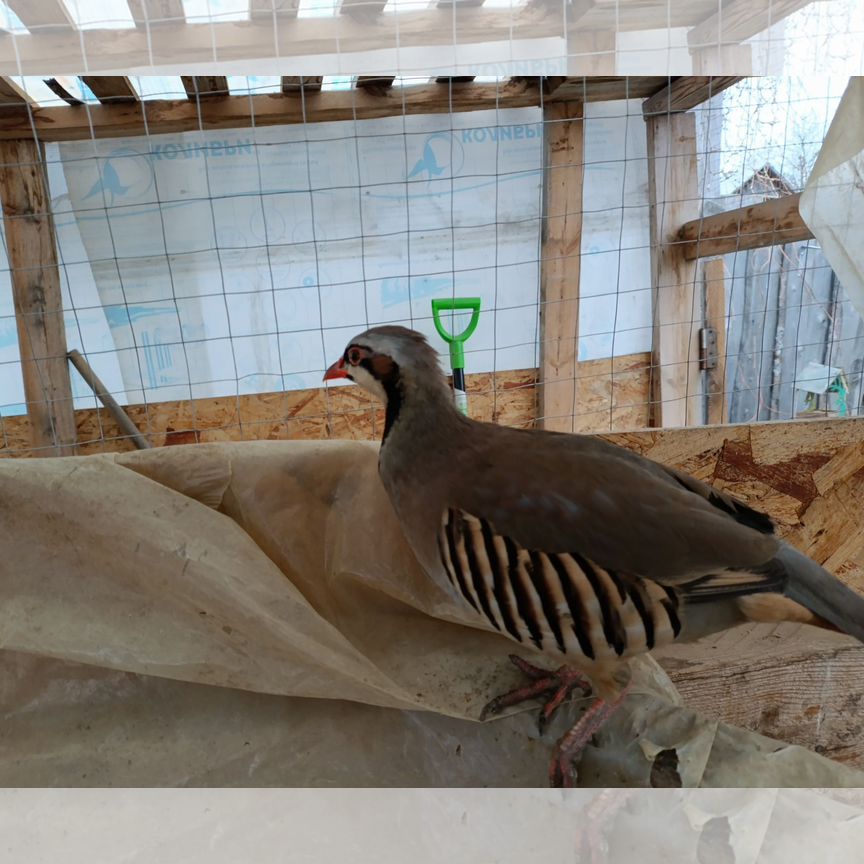 Кеклик куропатка