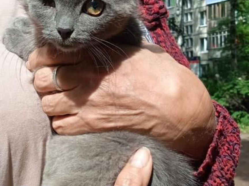 Котенок девочка метис