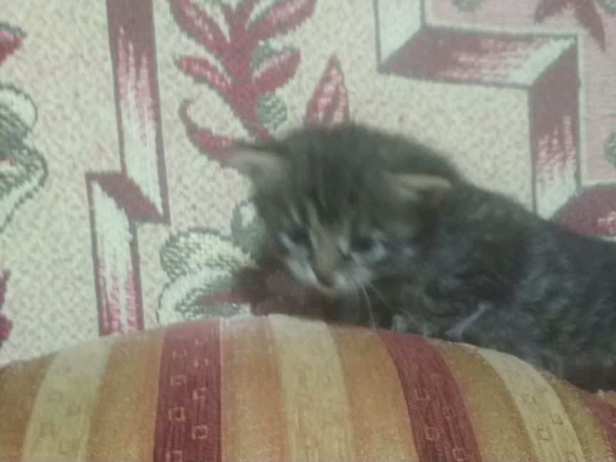 Котята