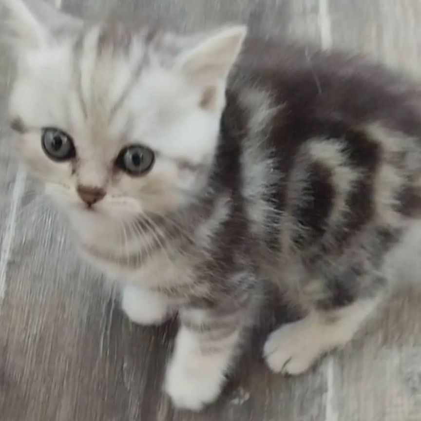 Шотландский прямоухий короткошёрстный котёнок