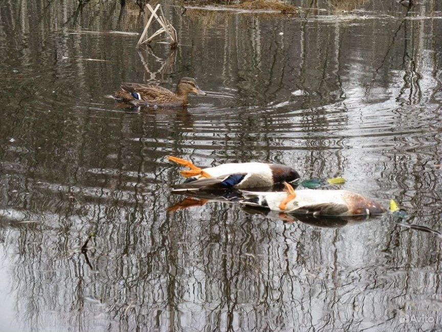 Подсадные утки