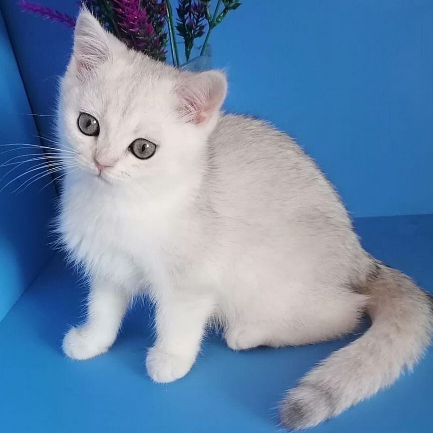 Шатланская прямоухая кошечка