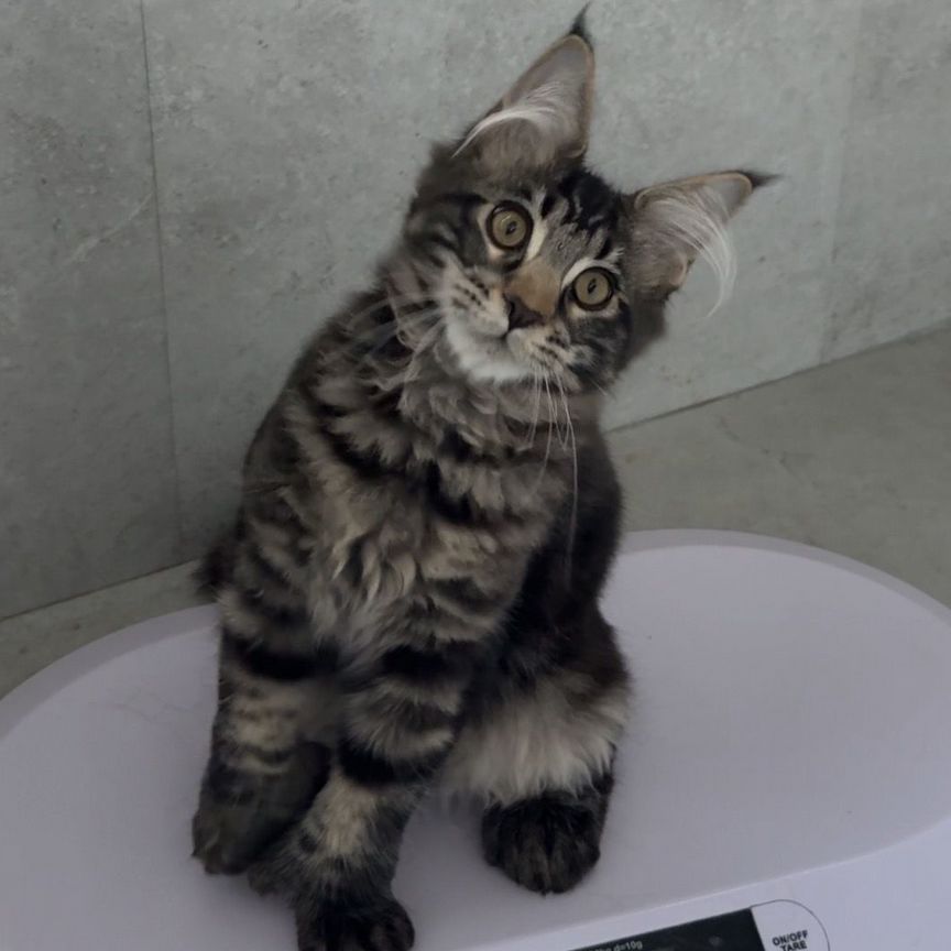 Мейн-кун котёнок