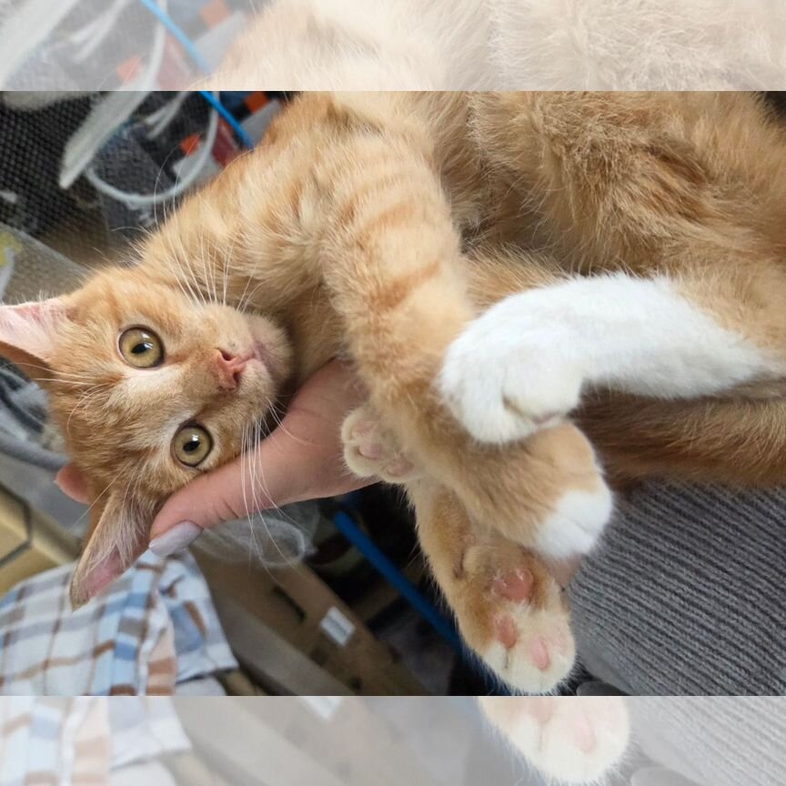 Котёнок в добрые руки