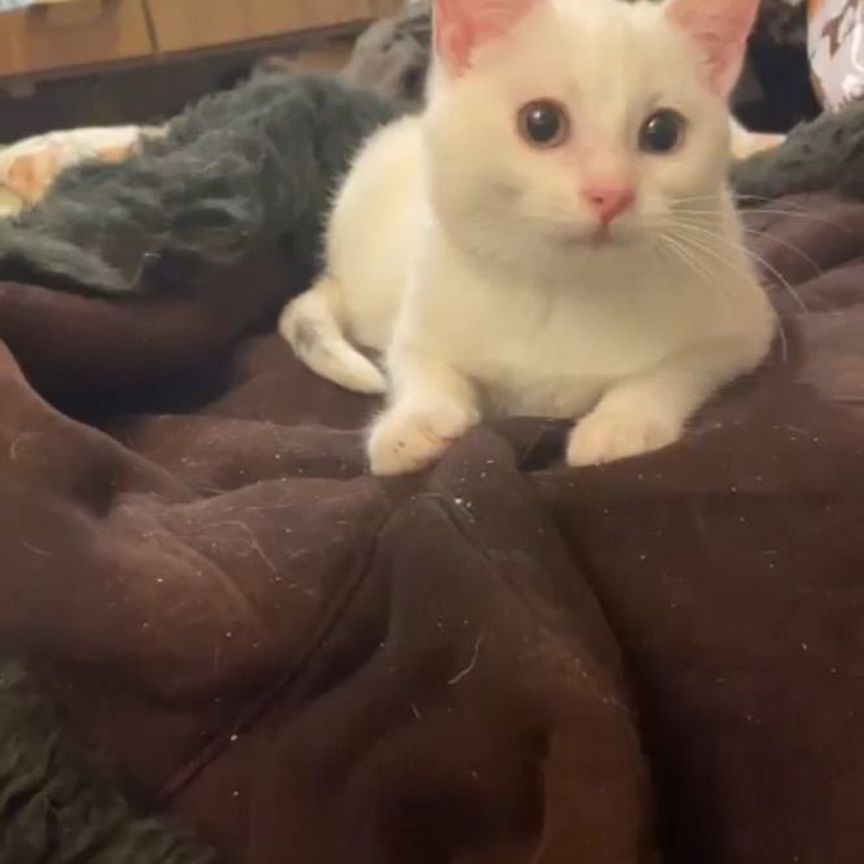 Котик Зефир