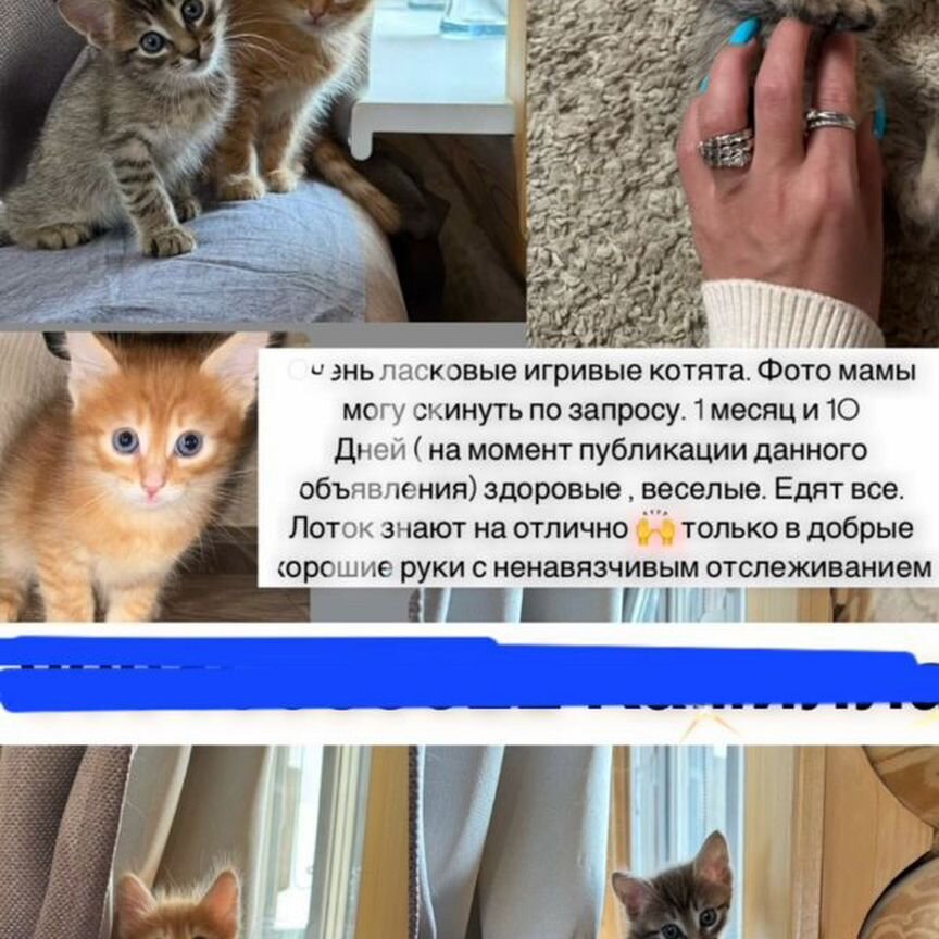 Два мальчика 1 мес, солнышко и рысик