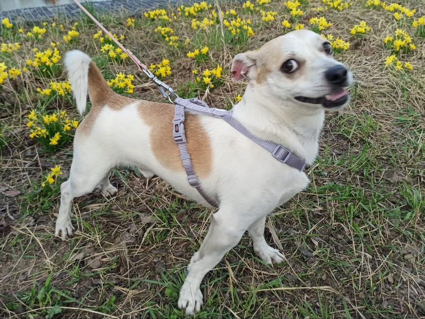 Малыш Кекс - Нужен дом