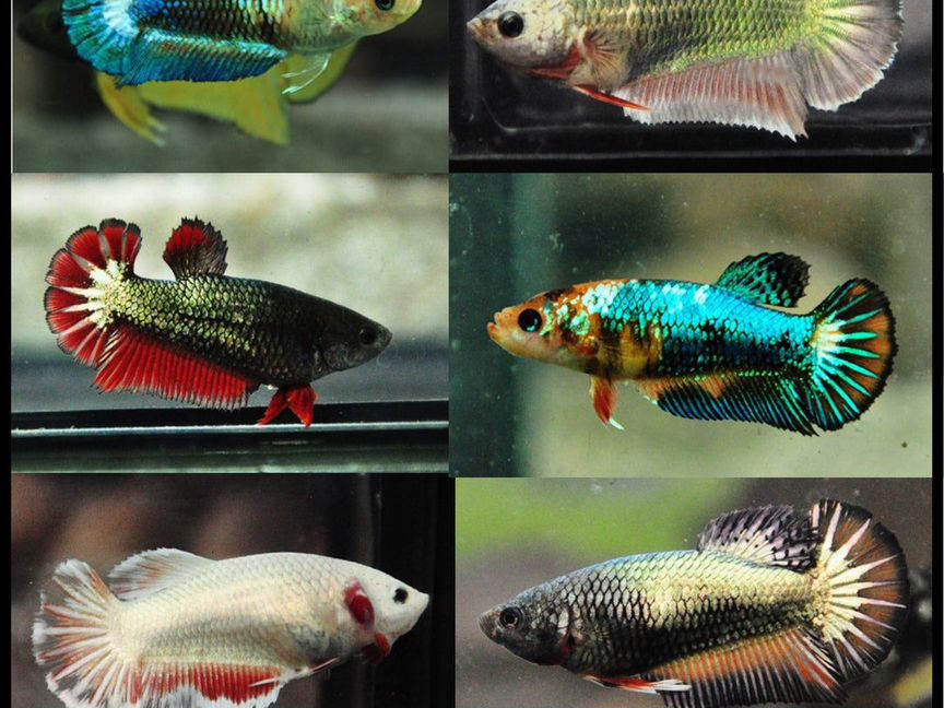 Самки петушка Betta splendes PK (плакаты)