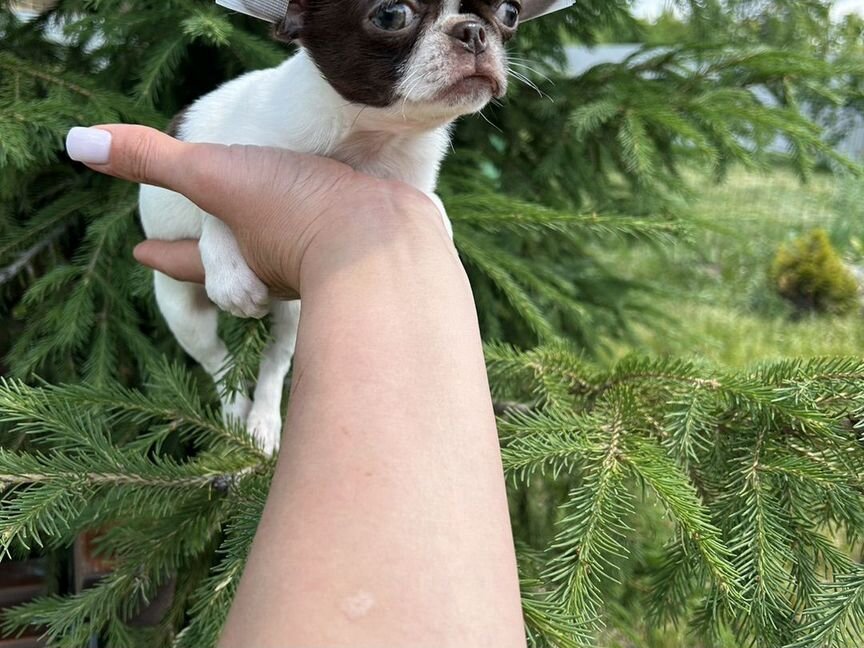 Чихуахуа малыш