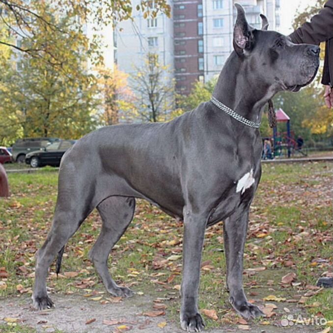 Собака немецкий дог