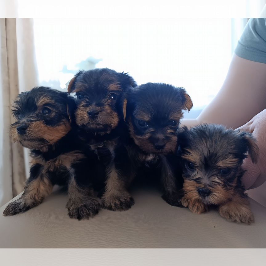 Йоркширский терьер, щенок