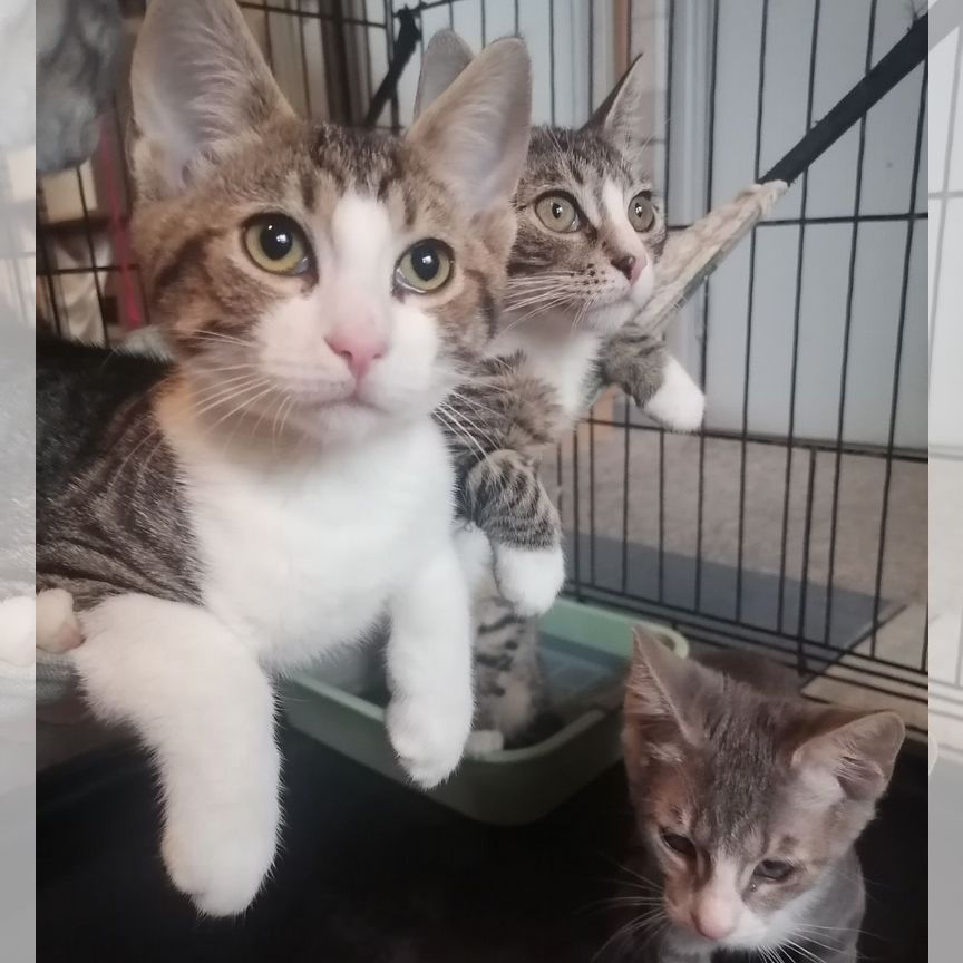 Котенок мальчик в добрые руки бесплатно