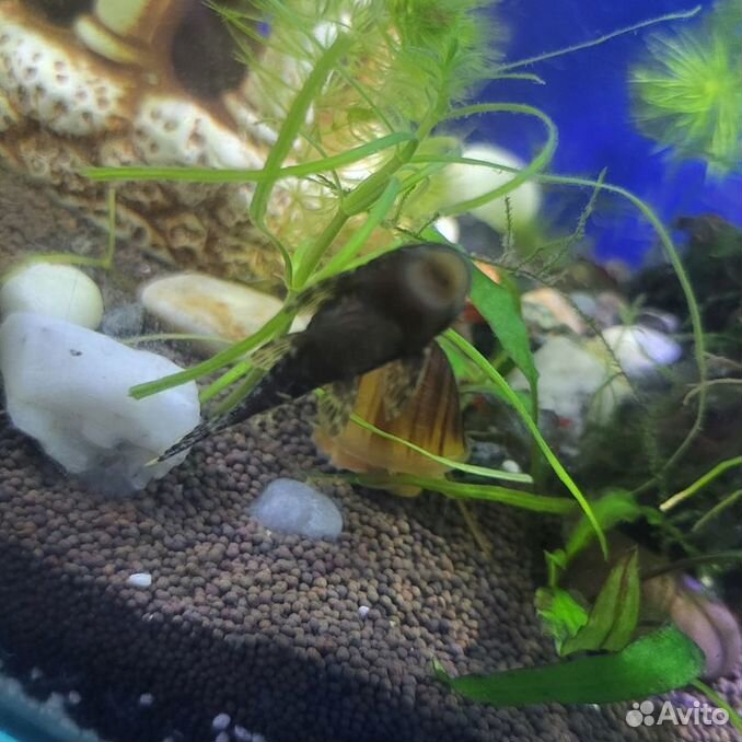 Сом анциструс обыкновенный, платиновые попугаи