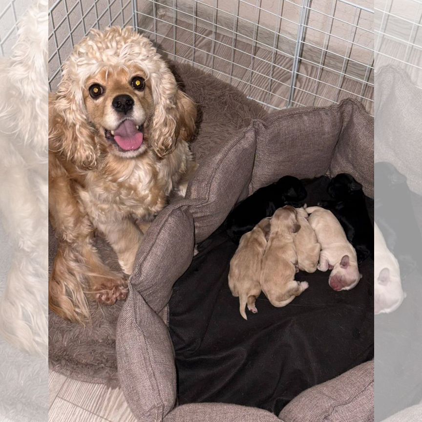 Американский кокер-спаниель, щенок