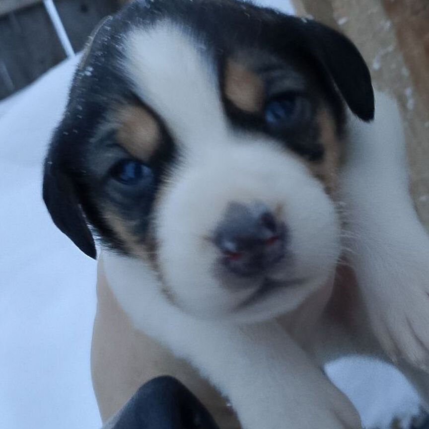 Русская пегая гончая, щенок