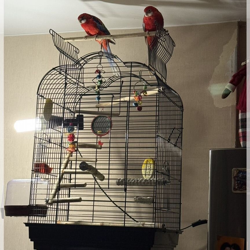 Попугай розелла