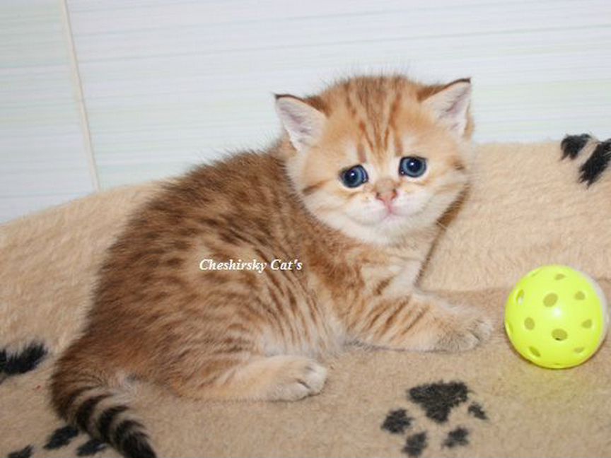 Золотые котята